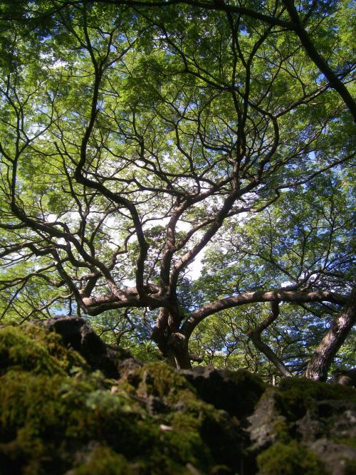 Tree Canopy
