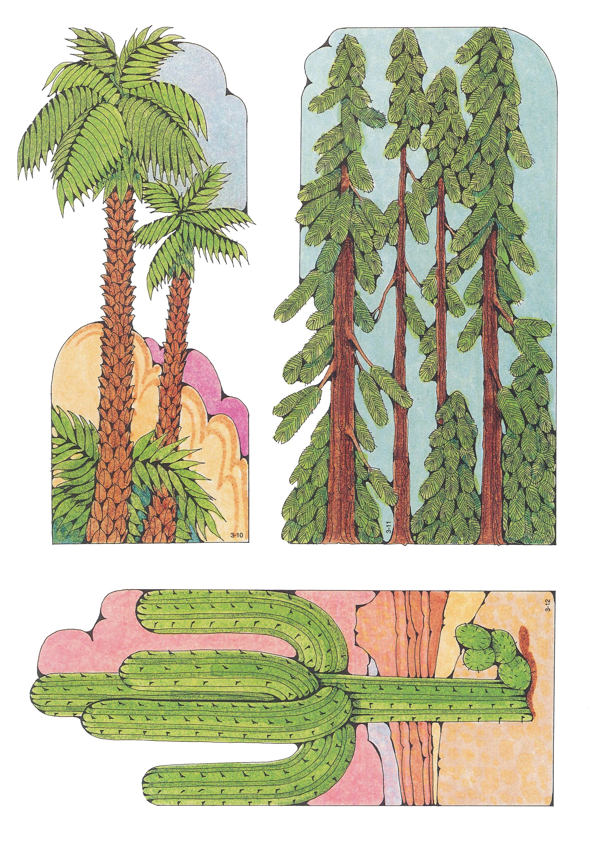 Primary Visual Aids: Cutouts 3-10, Palm Trees; 3-11, Pine Trees; 3-12 ...