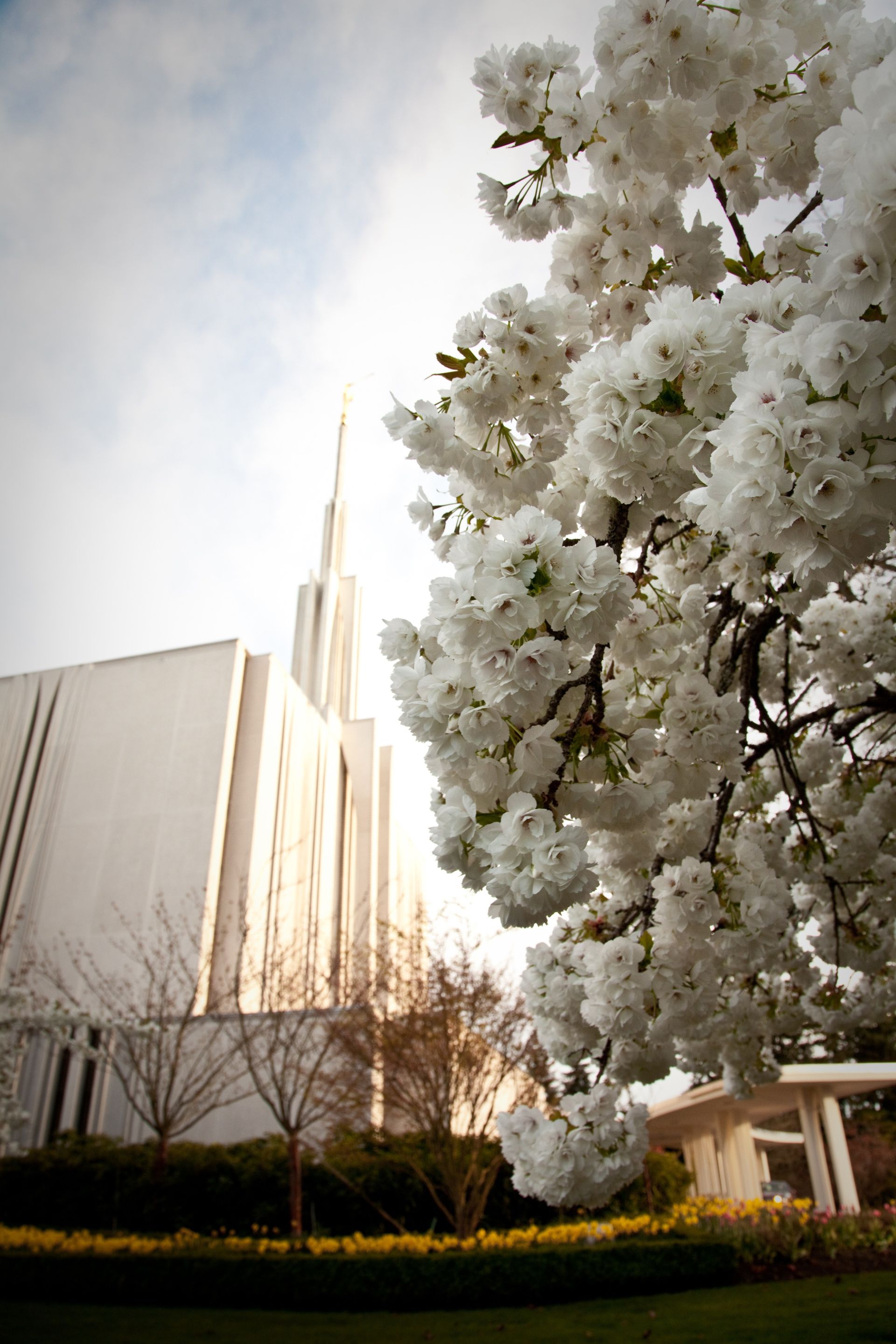 Seattle Washington Temple in the Spring