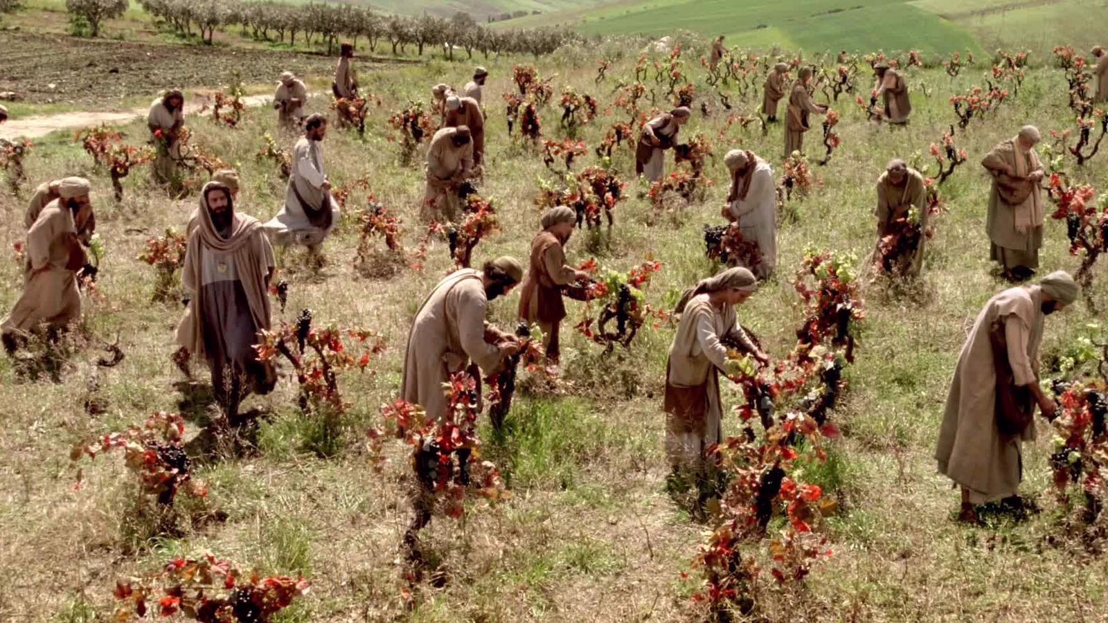 Laborers in the Vineyard