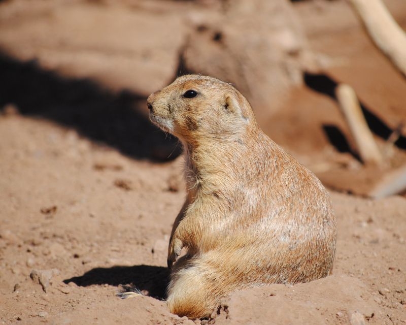 Prairie Dog