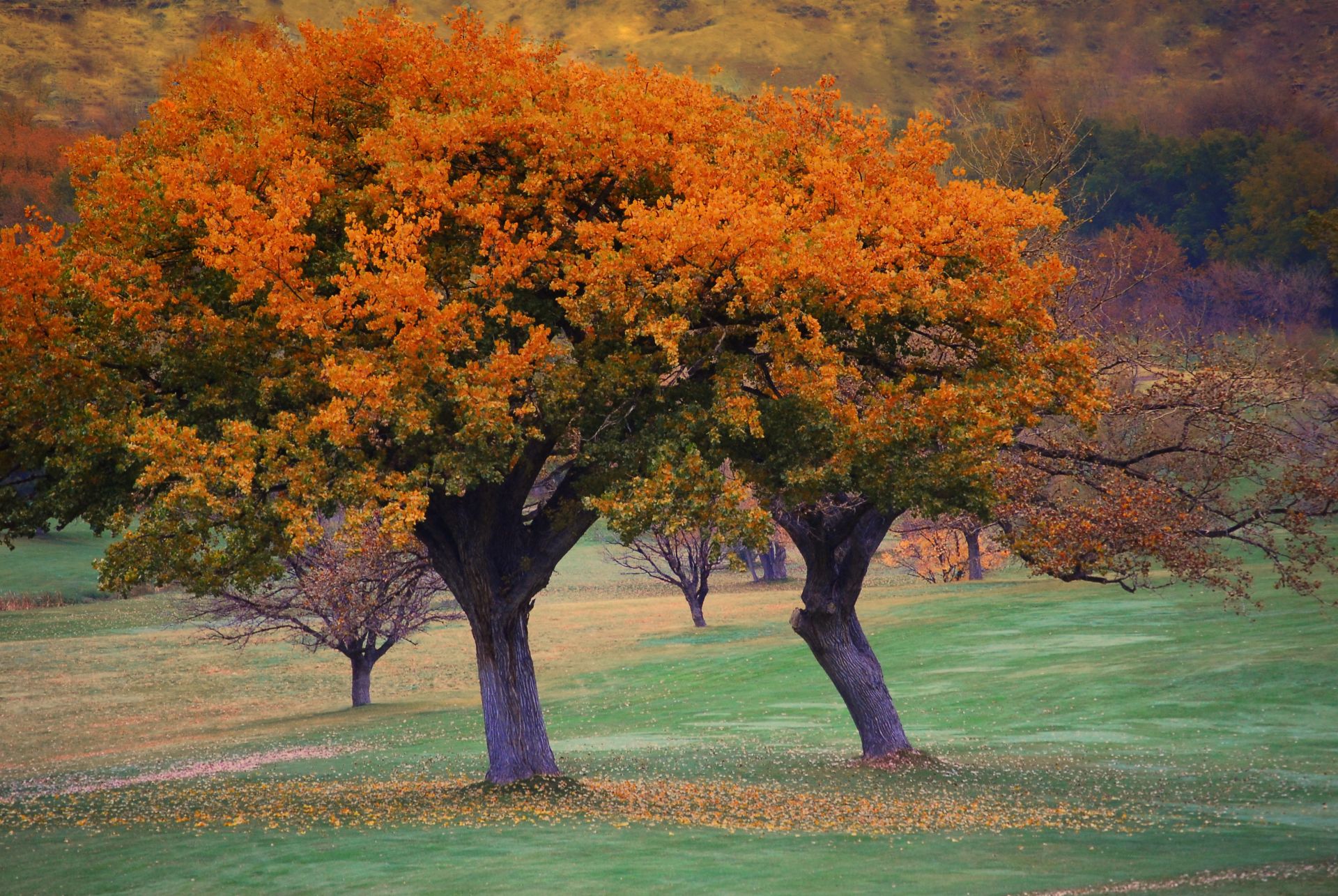 Trees in the Fall