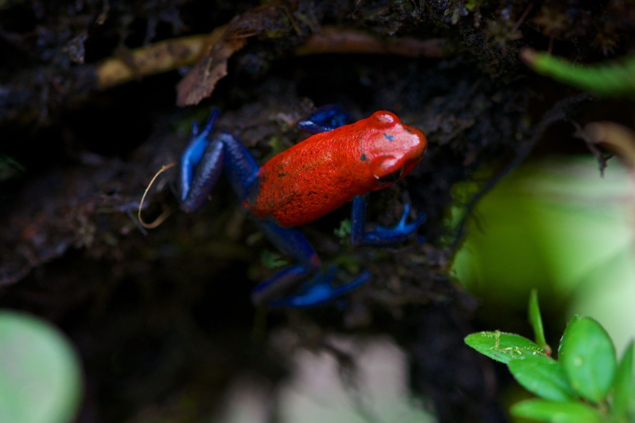 Strawberry Poison Dart Frog
