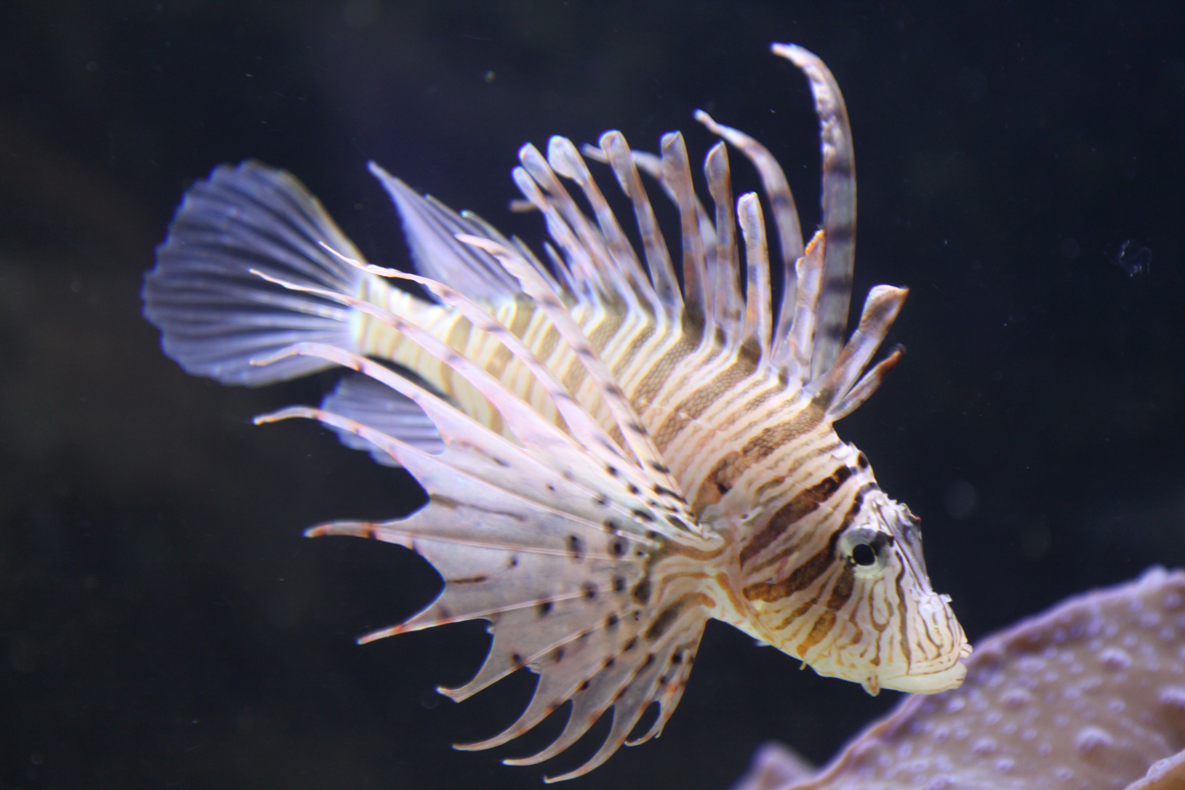 Lion Fish
