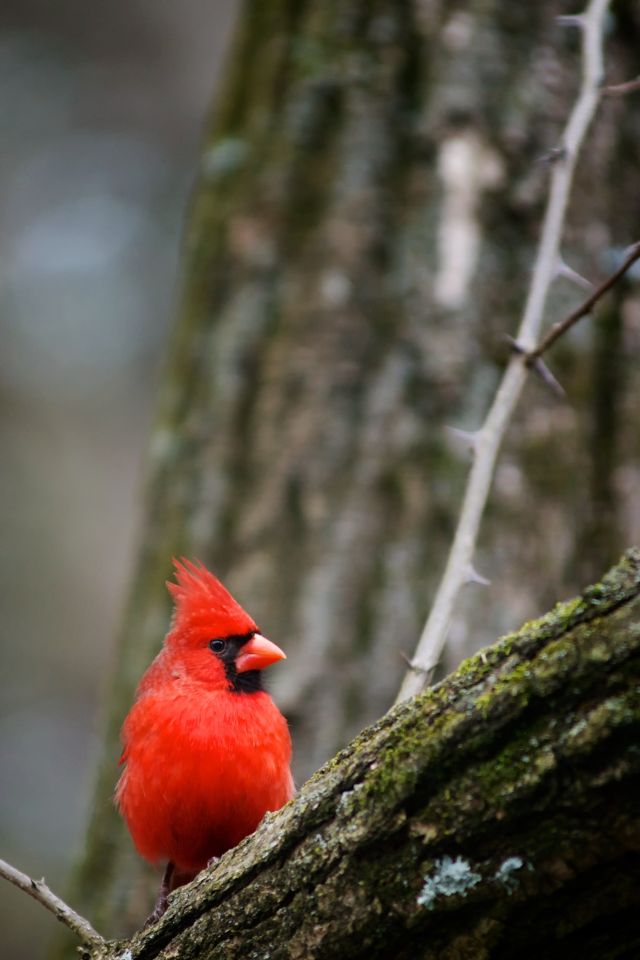 Cardinal