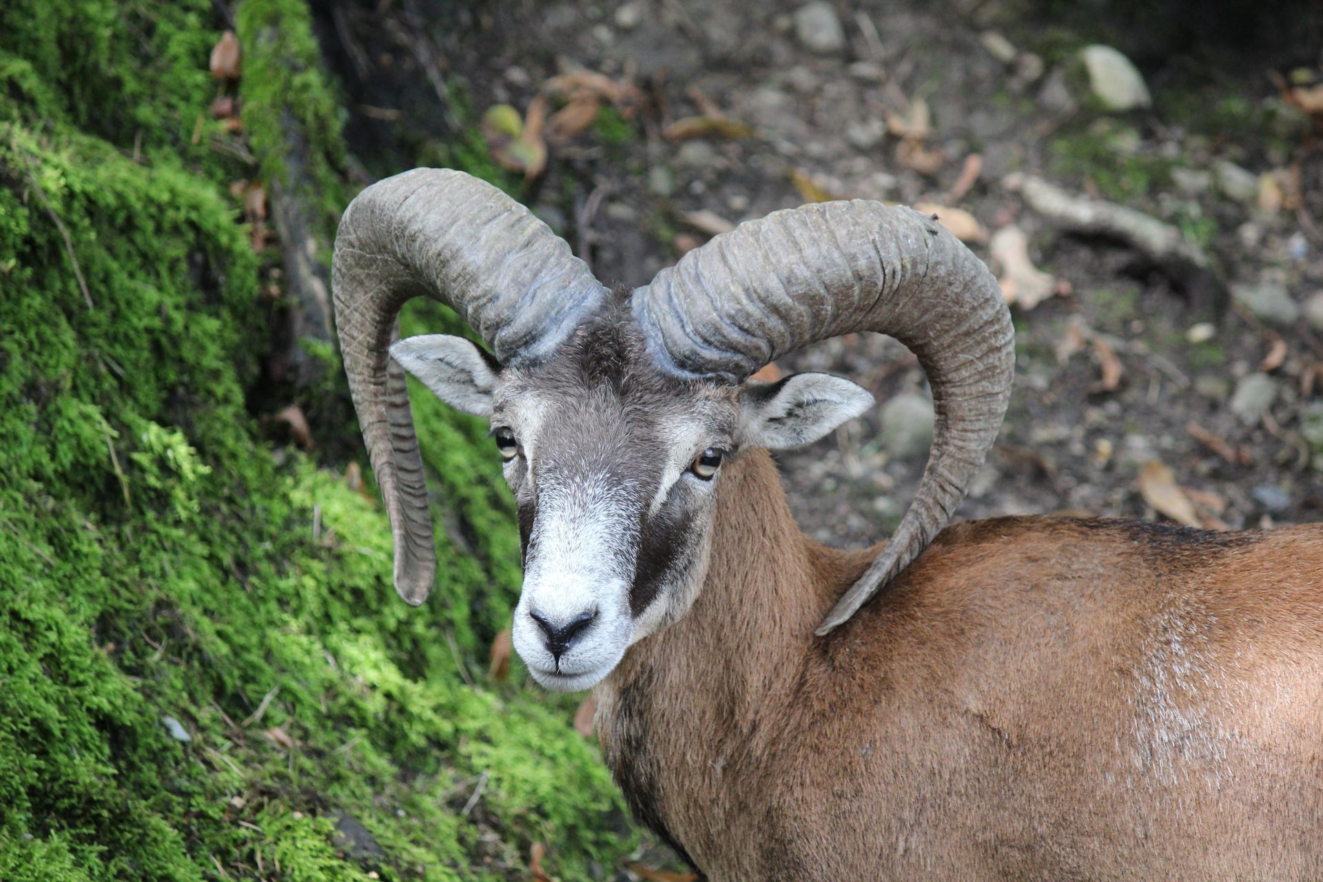 Mouflon