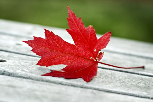 Red Leaf