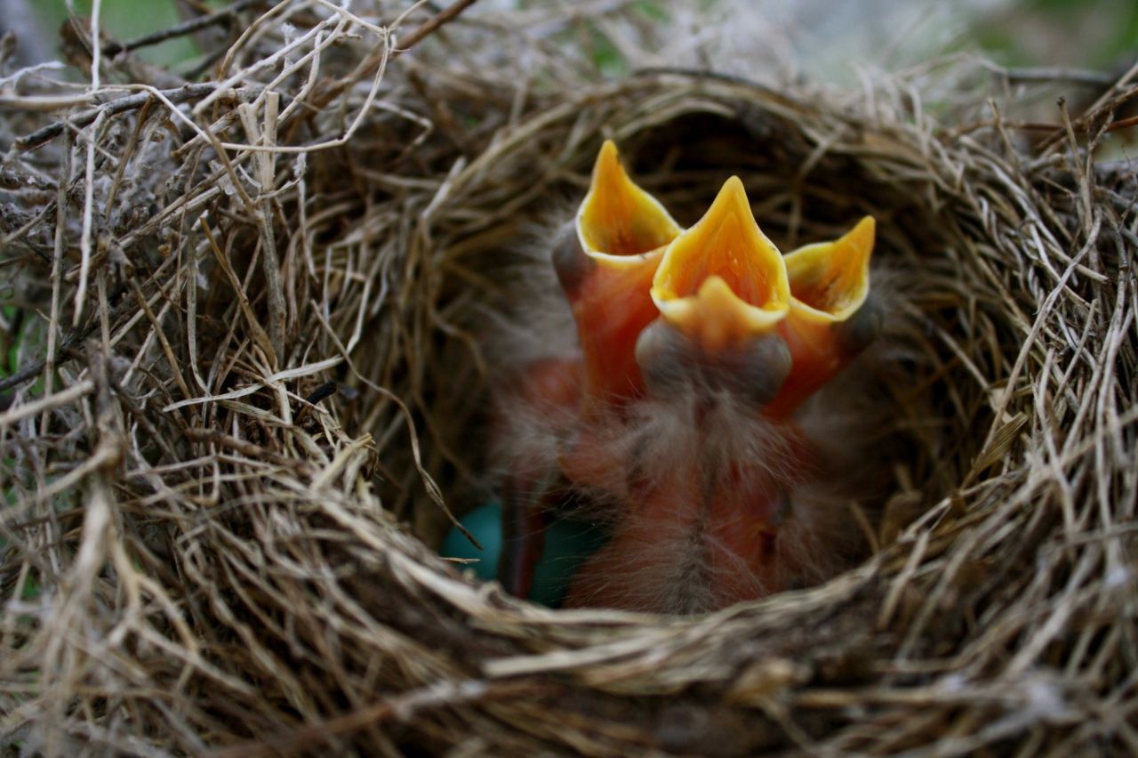 Baby Robins